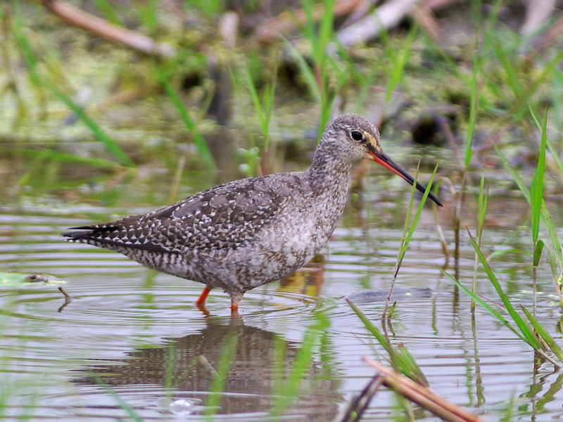 ホウロクシギギ